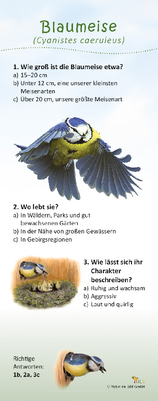 Meisen Steckbrief Blaumeise Pictures Die Tiere Wirken Meist