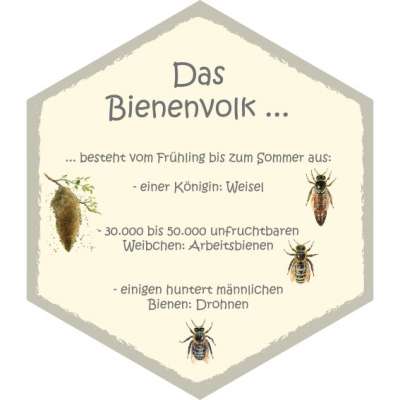 Entwicklung der Honigbiene | Biene | Aktionen | Natur im Bild ...