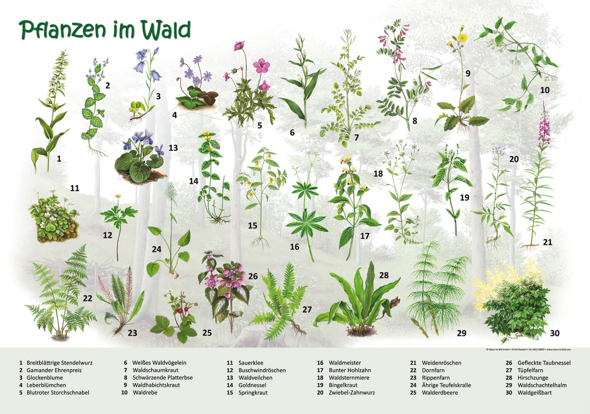 Pflanzen Im Wald Pflanzen Lehrtafeln Natur Im Bild Lehrtafeln F r Pflanzen Im Wald Pflanzen Lehrtafeln Natur Im Bild Lehrtafeln F r
