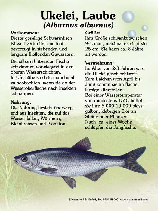 Ukelei | Fische | Lehrtafeln | Natur im Bild Lehrtafeln für Natur ...