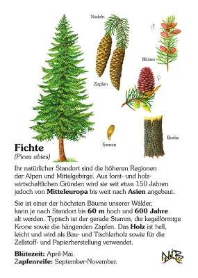 Die Fichte | Pflanzen | Lehrtafeln | Natur im Bild Lehrtafeln für Natur ...