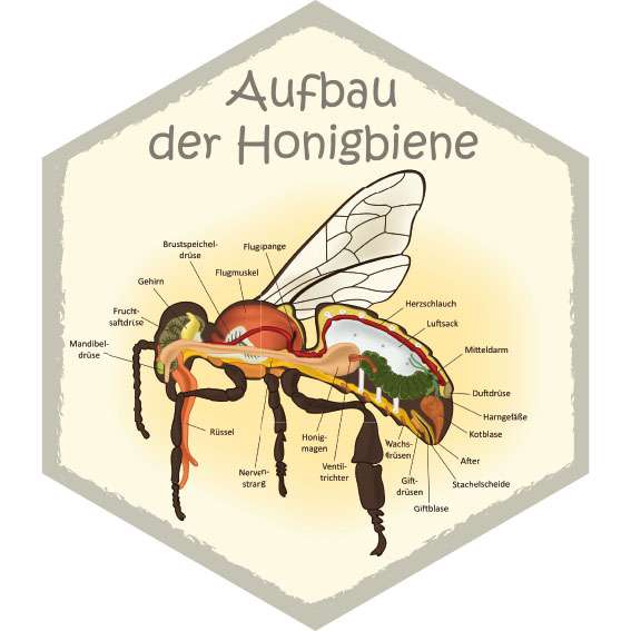 Wabe Aufbau der Honigbiene | Biene | Aktionen | Natur im Bild ...