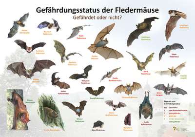 Nahrung der Fledermäuse | Säugetiere | Lehrtafeln | Natur im Bild ...