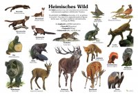 Waldtiere | Tiere | Lehrtafeln | Natur im Bild Lehrtafeln für Natur ...