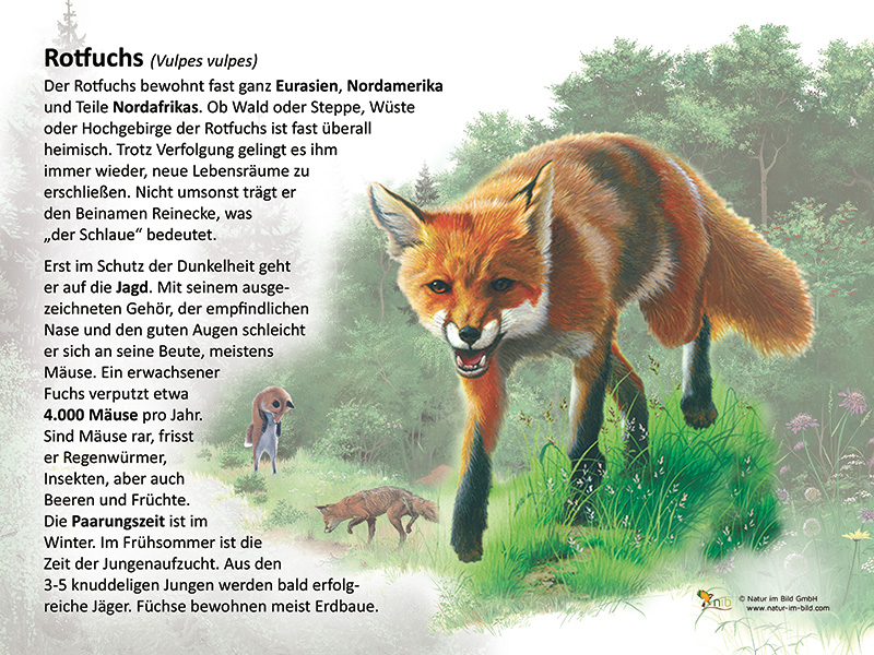 Rotfuchs | Säugetiere | Lehrtafeln | Natur im Bild Lehrtafeln für Natur ...