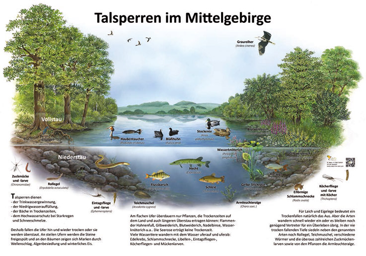 Talsperren im Mittelgebirge | Ökologie | Lehrtafeln | Natur im Bild Lehrtafeln für Natur-, Lehr ...