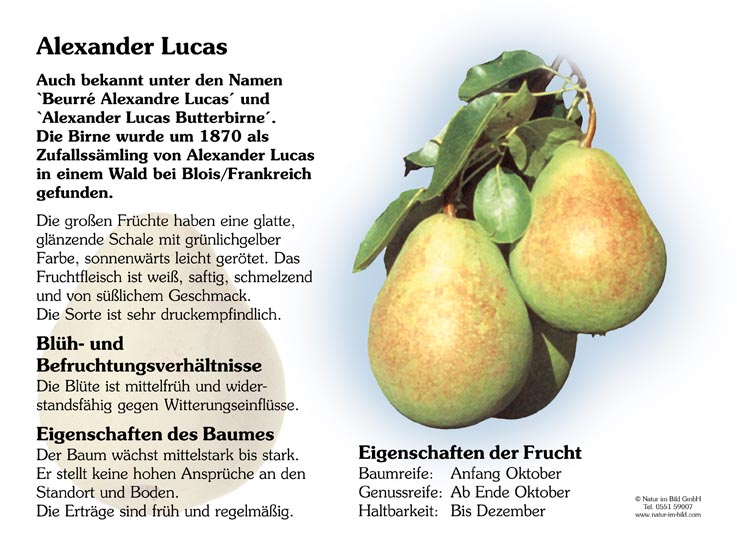 Alexander Lucas | Obst | Lehrtafeln | Natur im Bild Lehrtafeln für ...