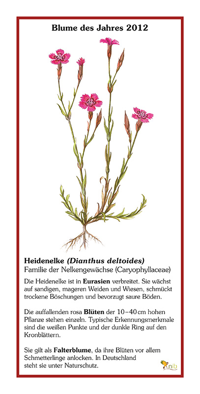 2012 Heidenelke | Pflanzen | Lehrtafeln | Natur im Bild Lehrtafeln für Natur-, Lehr- oder Lernpfade