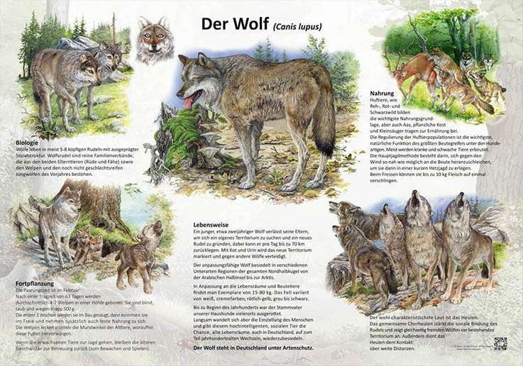 Der Wolf | Zoo- und Tierparktafeln | Lehrtafeln | Natur im Bild ...
