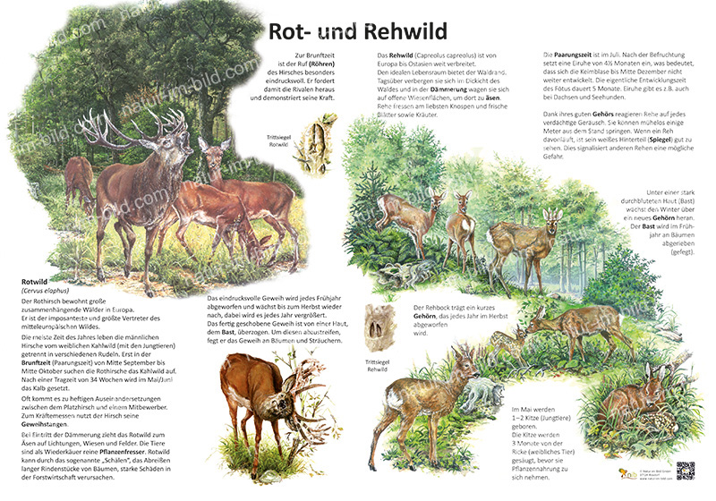 Rotwild und Rehwild | Tiere | Lehrtafeln | Natur im Bild Lehrtafeln für ...