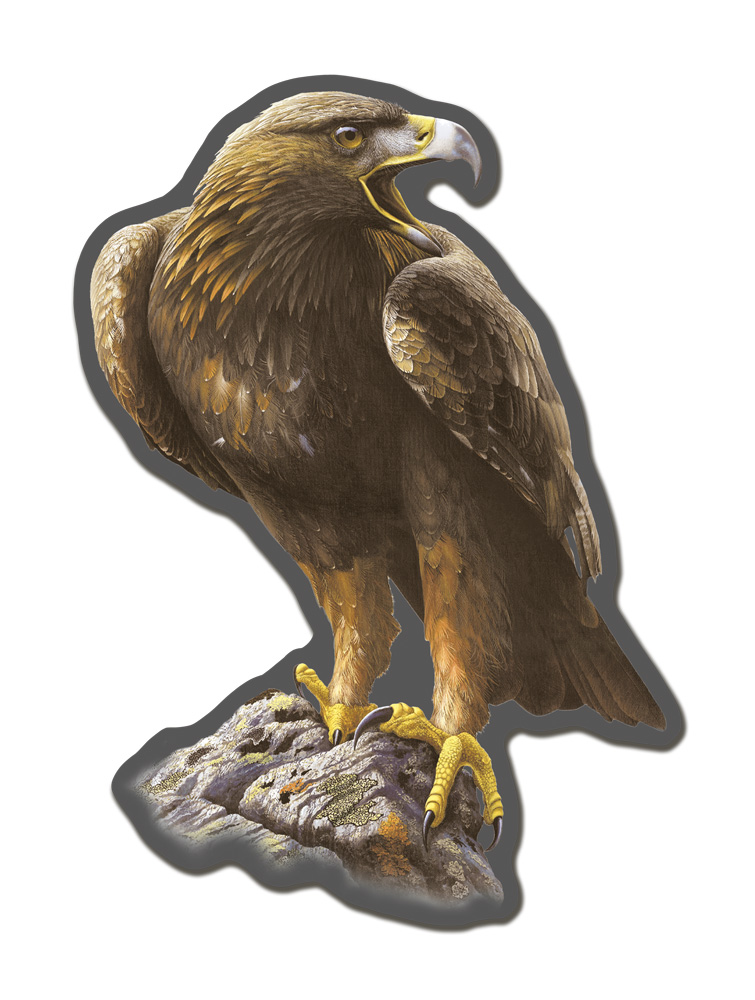 Tiersilhouette - Steinadler sitzend | Tiersilhouetten | Natur im Bild ...