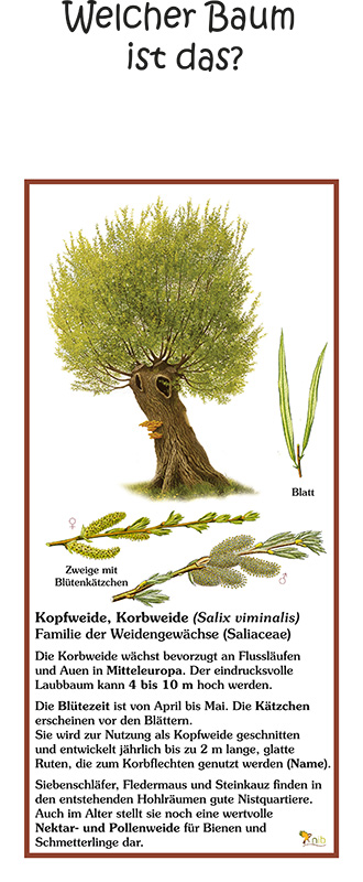 Korbweide | Quiztafel | Lehrtafeln | Natur im Bild Lehrtafeln für Natur ...