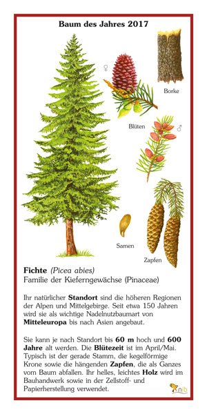 Fichte - Baum des Jahres 2017 | Pflanzen | Lehrtafeln | Natur im Bild ...