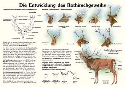 Damwild, Rehwild, Rotwild | 50x70 & 70x100 cm | Säugetiere | Lehrtafeln ...