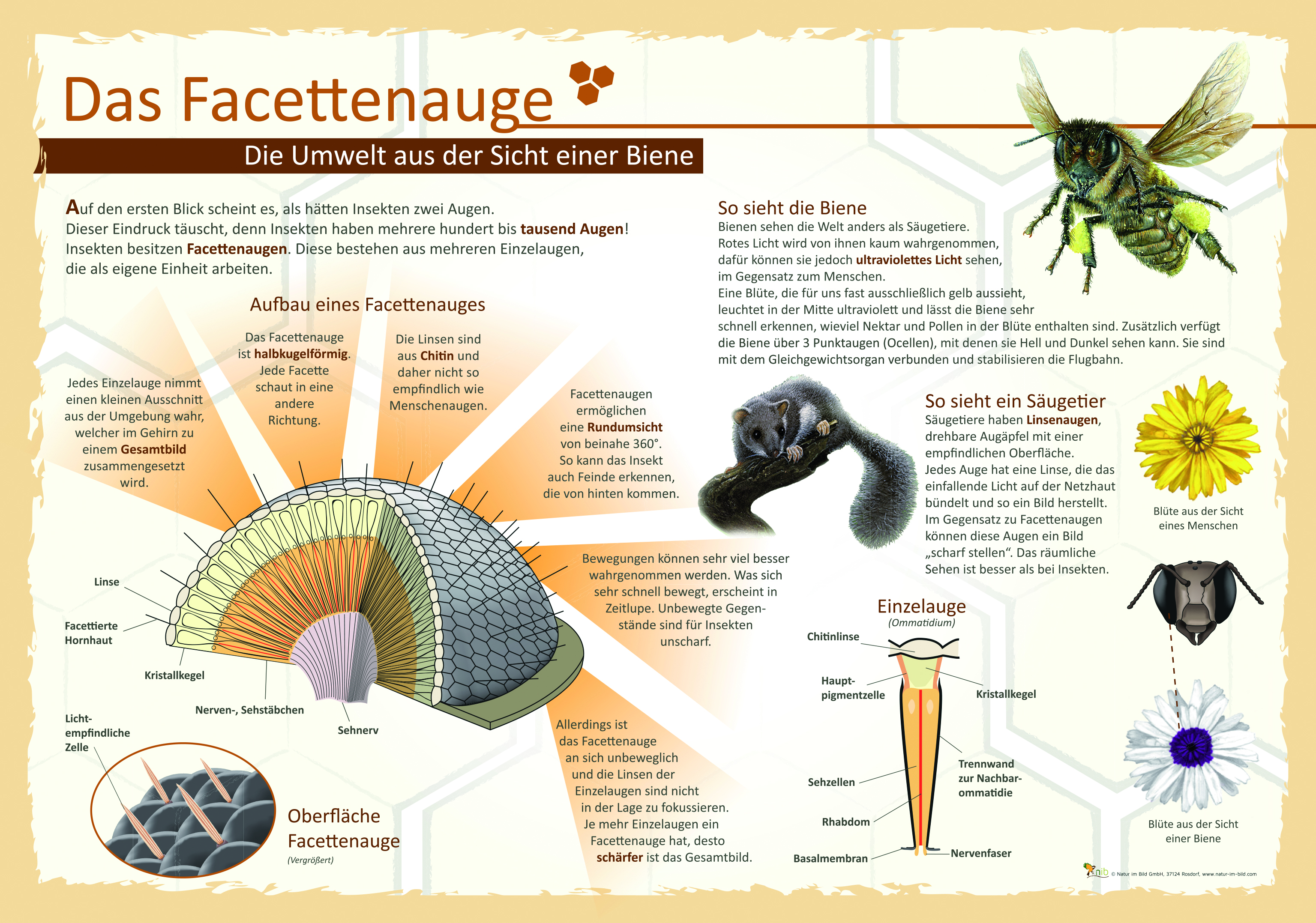 Das Facettenauge - Die Umwelt aus der Sicht einer Biene | Biene ...