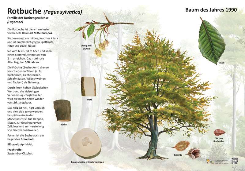 Die Rotbuche - Baum des Jahres 1990 | Pflanzen | Lehrtafeln | Natur im ...