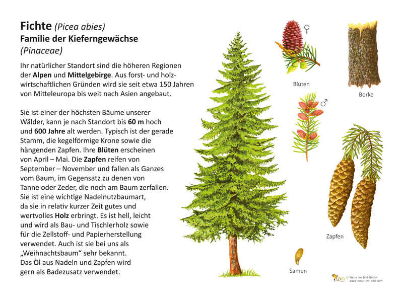 Fichte | Pflanzen | Lehrtafeln | Natur im Bild Lehrtafeln für Natur ...