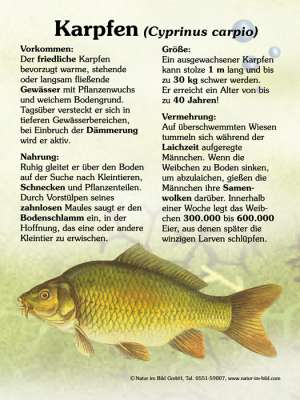 Heimische Fischarten | Fische | Lehrtafeln | Natur im Bild Lehrtafeln ...