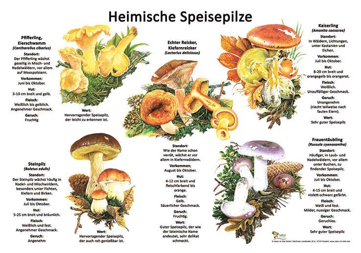 Pilze | Lehrtafeln | Natur im Bild Lehrtafeln für Natur-, Lehr- oder ...