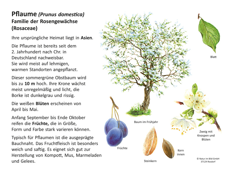 Pflaume | Pflanzen | Lehrtafeln | Natur im Bild Lehrtafeln für Natur ...