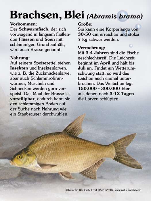Brachsen | Fische | Lehrtafeln | Natur im Bild Lehrtafeln für Natur ...