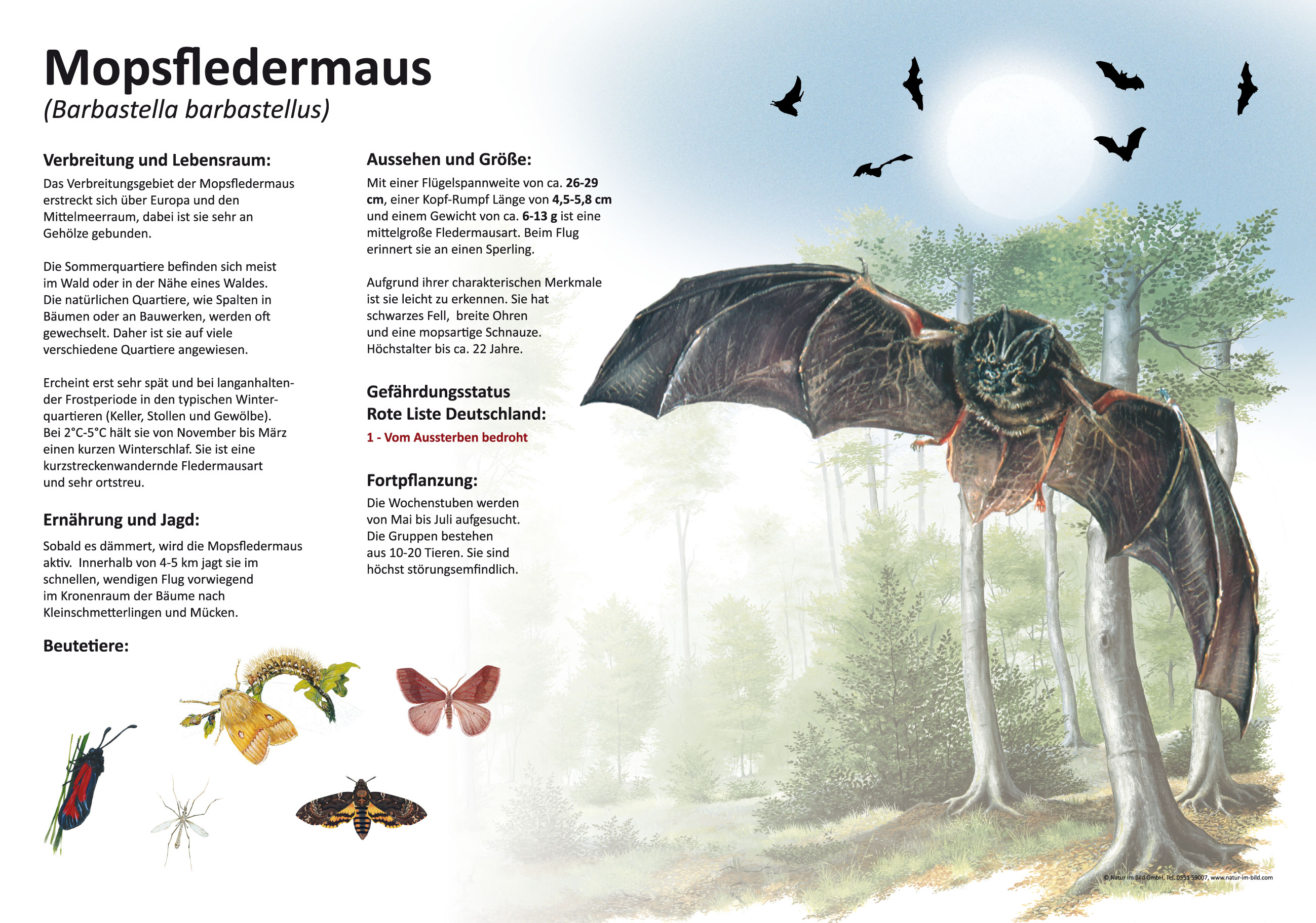 Mopsfledermaus | Säugetiere | Lehrtafeln | Natur im Bild Lehrtafeln für ...