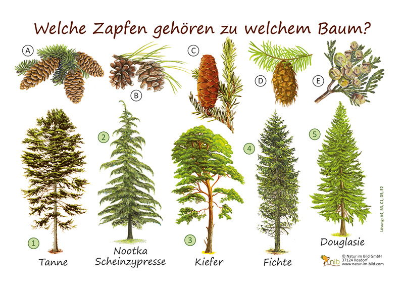 Welche Zapfen gehören zu welchem Baum? | Quiztafel | Lehrtafeln | Natur ...
