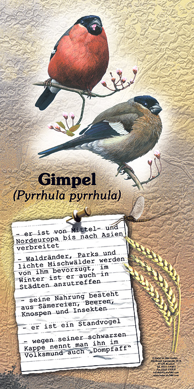 Gimpel | Vögel | Lehrtafeln | Natur im Bild Lehrtafeln für Natur-, Lehr ...