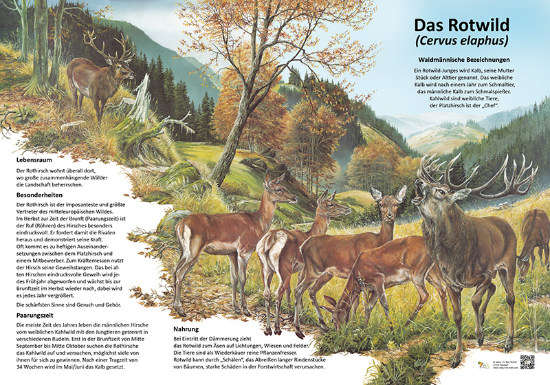 Das Rotwild | Tiere | Lehrtafeln | Natur im Bild Lehrtafeln für Natur ...