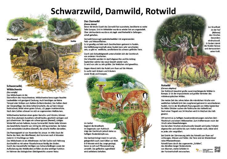 Schwarzwild, Damwild, Rotwild | Säugetiere | Lehrtafeln | Natur im Bild ...