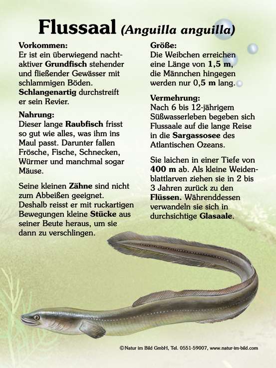 Flussaal | Fische | Lehrtafeln | Natur im Bild Lehrtafeln für Natur ...