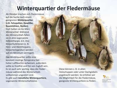 Nahrung der Fledermäuse | Säugetiere | Lehrtafeln | Natur im Bild ...