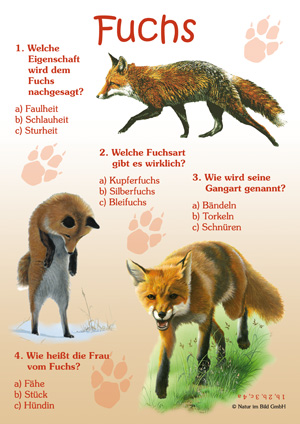 Fuchs | Neuheiten | Lehrtafeln | Natur im Bild Lehrtafeln für Natur ...