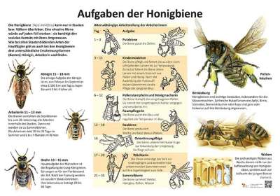 Entwicklung der Honigbiene | Biene | Aktionen | Natur im Bild ...