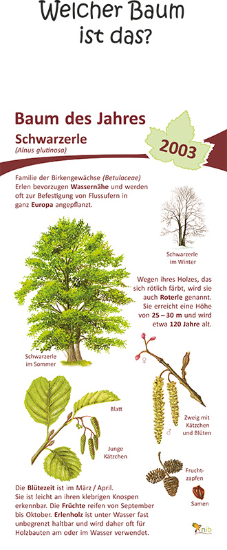 Erle | Quiztafel | Lehrtafeln | Natur im Bild Lehrtafeln für Natur ...