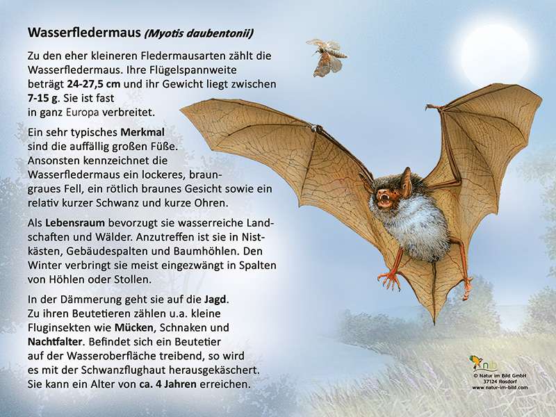 Wasserfledermaus | Säugetiere | Lehrtafeln | Natur im Bild Lehrtafeln ...