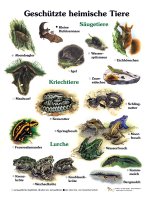 Heimische Lurche | Amphibien und Reptilien | Lehrtafeln | Natur im Bild ...