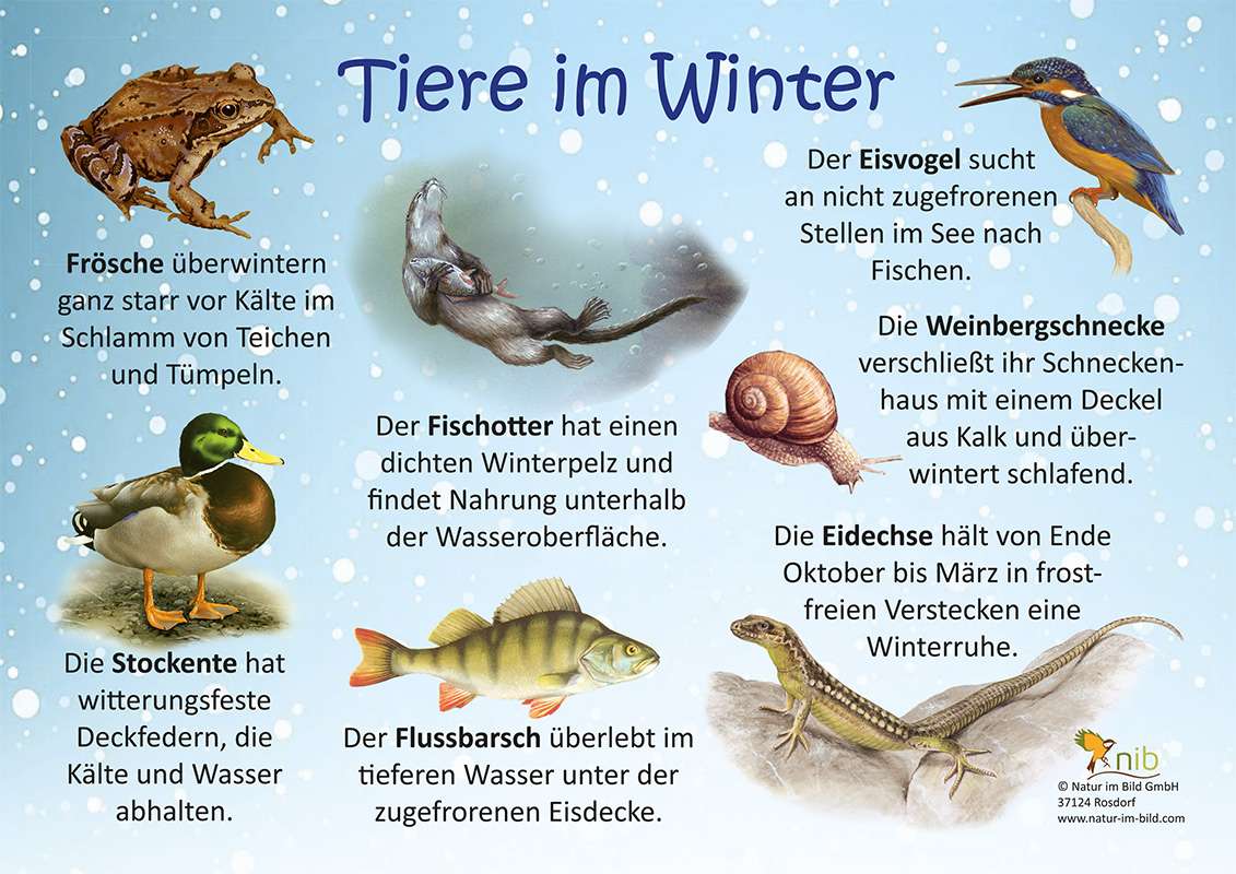 Tiere im Winter | Ökologie | Lehrtafeln | Natur im Bild Lehrtafeln für ...