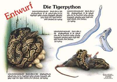 Die Tigerpython | Zoo- und Tierparktafeln | Lehrtafeln | Natur im Bild ...