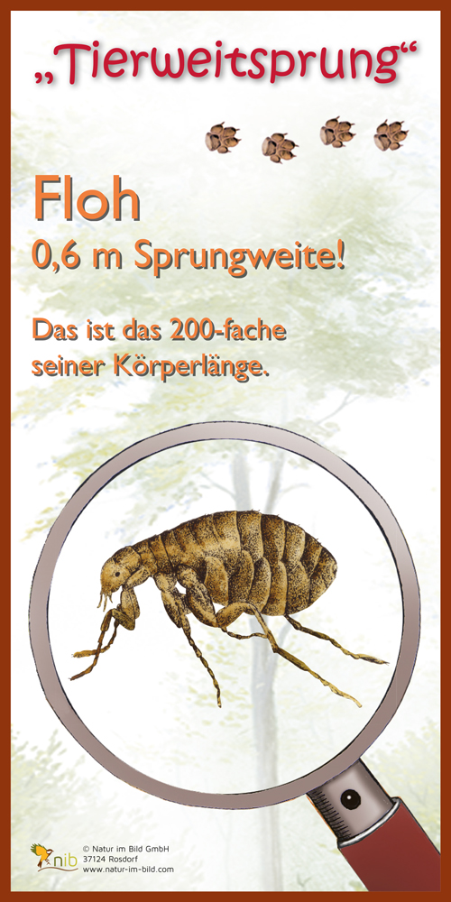 Tierweitsprung Floh | Quiztafel | Lehrtafeln | Natur im Bild Lehrtafeln ...