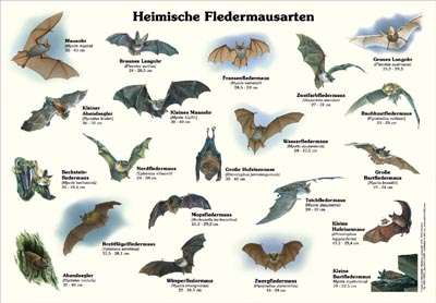 Nahrung der Fledermäuse | Säugetiere | Lehrtafeln | Natur im Bild ...