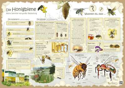 Entwicklung der Honigbiene | Biene | Aktionen | Natur im Bild ...