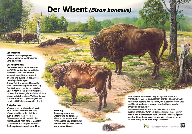 Der Wisent | Zoo- und Tierparktafeln | Lehrtafeln | Natur im Bild ...