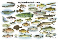 Friedfische | Fische | Lehrtafeln | Natur im Bild Lehrtafeln für Natur ...