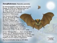 Nahrung der Fledermäuse | Säugetiere | Lehrtafeln | Natur im Bild ...