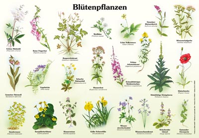 Blumenlexikon Mit Bildern A Z