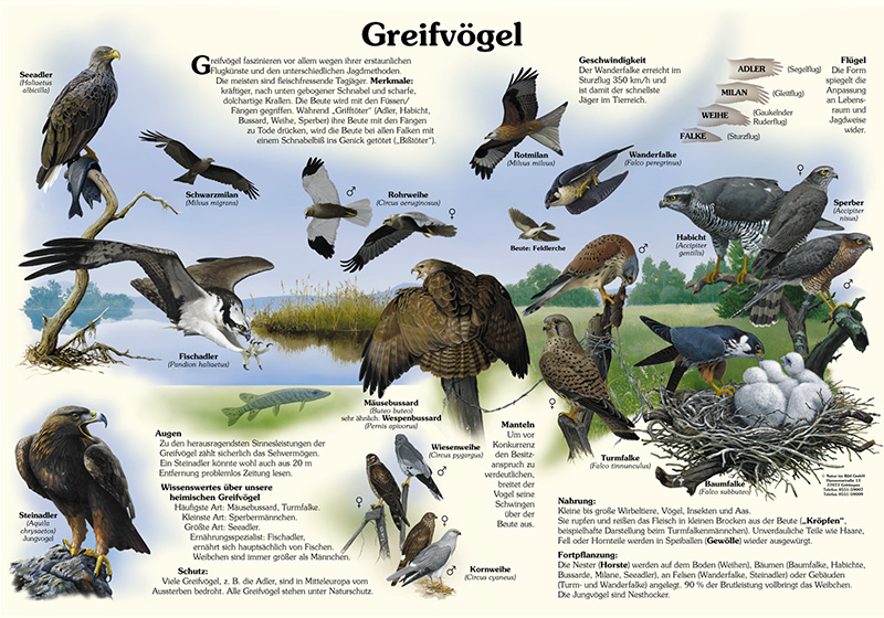 Heimische Greifvgel Bilder