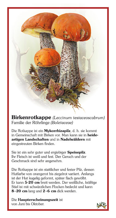 Birkenrotkappe | Pilze | Lehrtafeln | Natur im Bild Lehrtafeln für ...