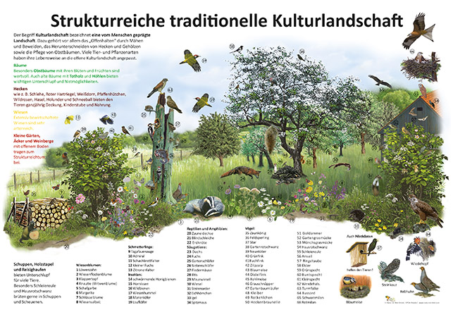 Strukturreiche, traditionelle Kulturlandschaft | Natur im Bild ...
