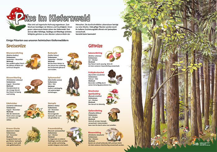 Kiefernwald Zeichnungen Waldprojekte Eqviva